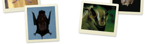 Scholastic.com | Teacher: Online Activities: Science Explorations: Soar ...