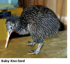 Conservation of Endangered Species